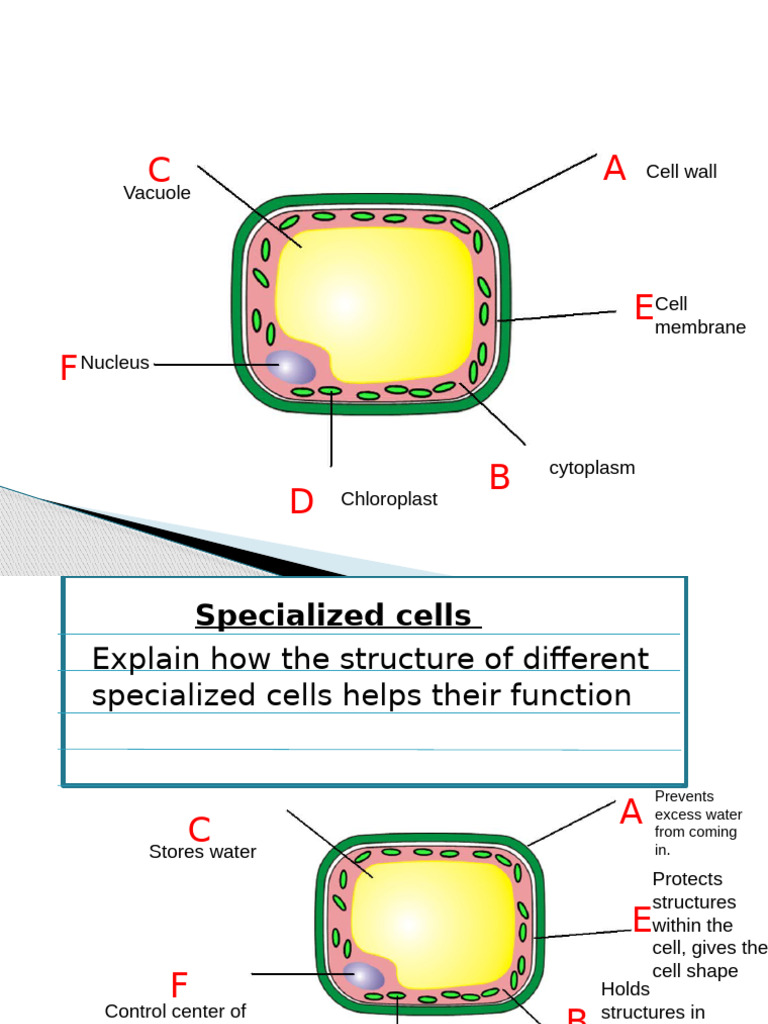 Specialized Cells | PDF