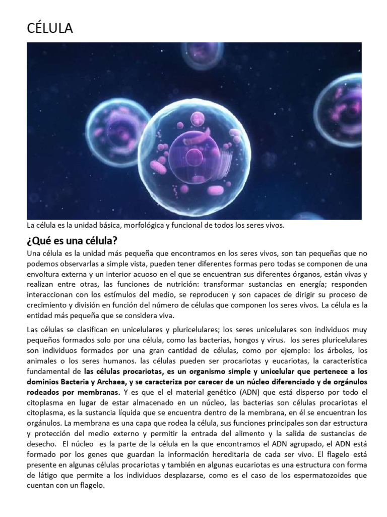 La Célula Ok A2 - 091756 | PDF | Biología Celular) | Citoplasma