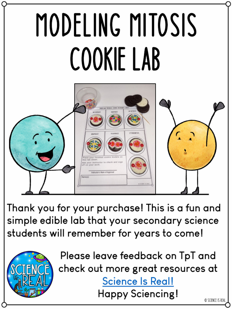 Modeling Mitosis Cookie Lab | PDF | Mitosis | Chromosome