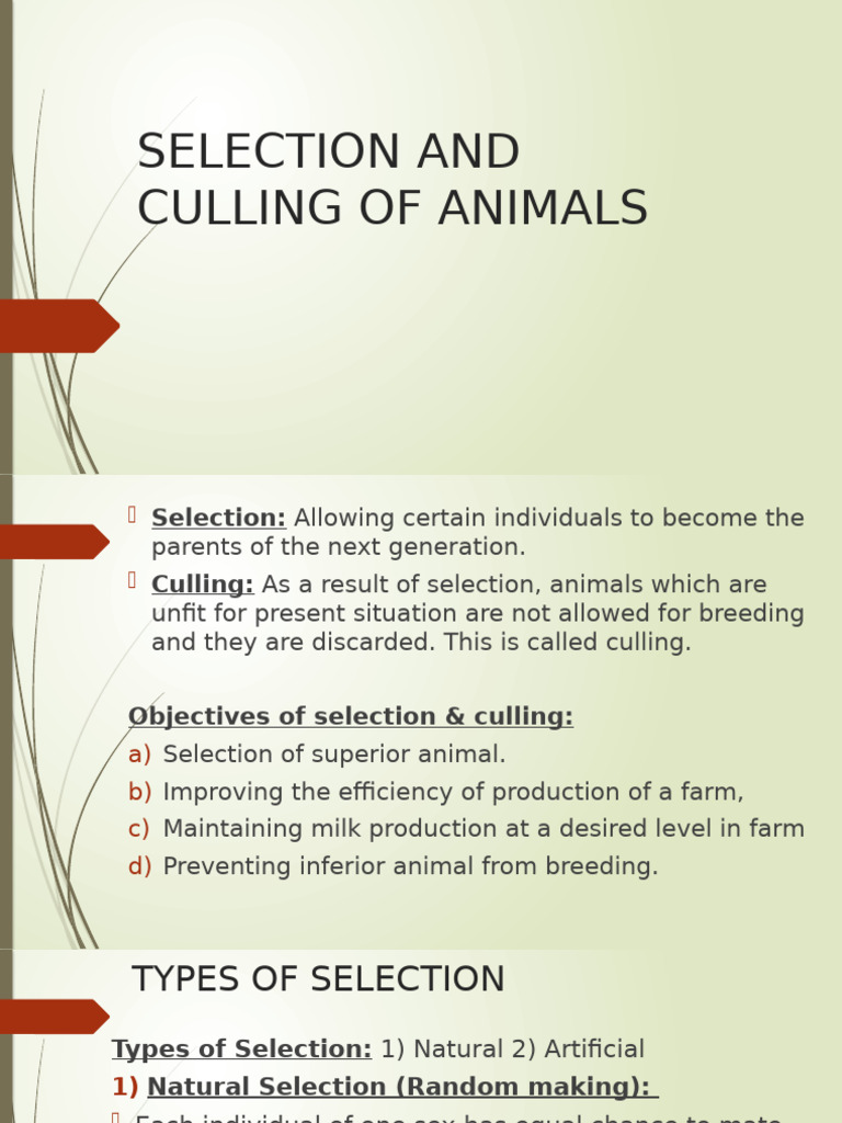 Selection and Culling of Animals | PDF | Natural Selection | Heritability
