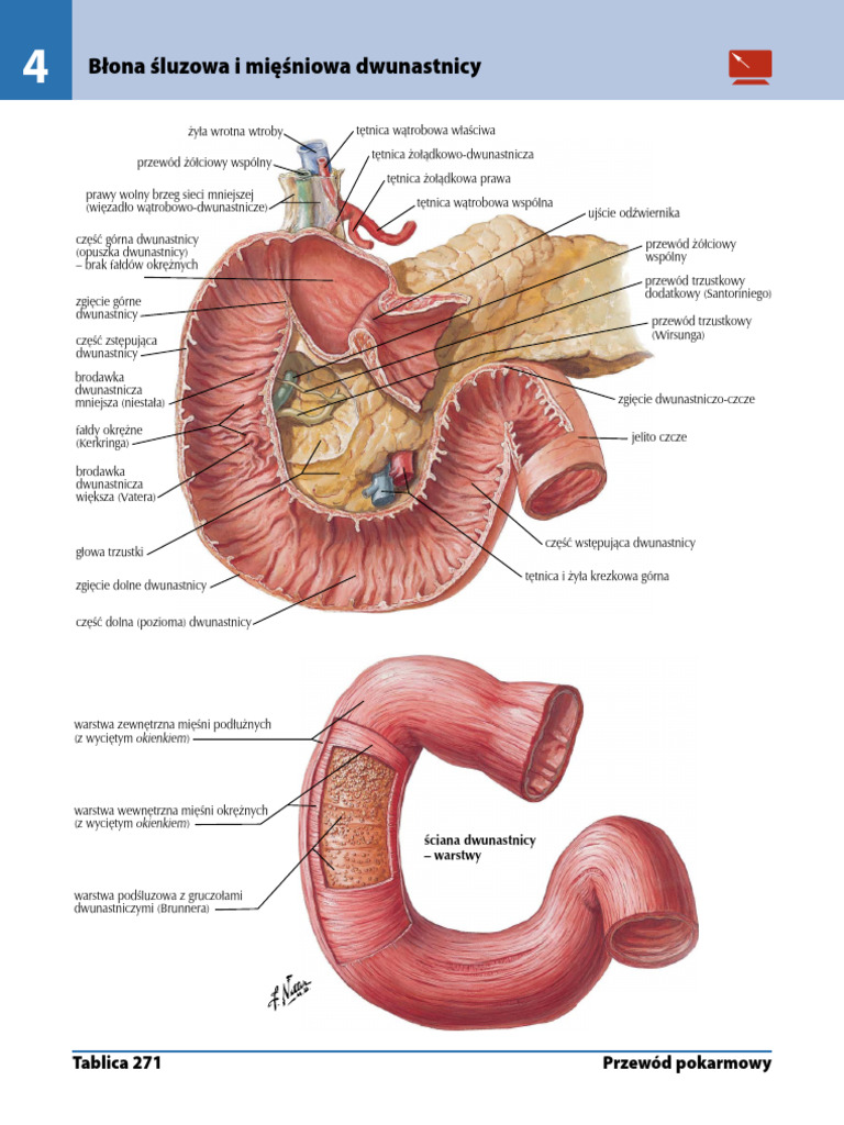2c.atlas Anatomii Człowieka - Frank H. Netter-Część2-2 (PL-PL) | PDF