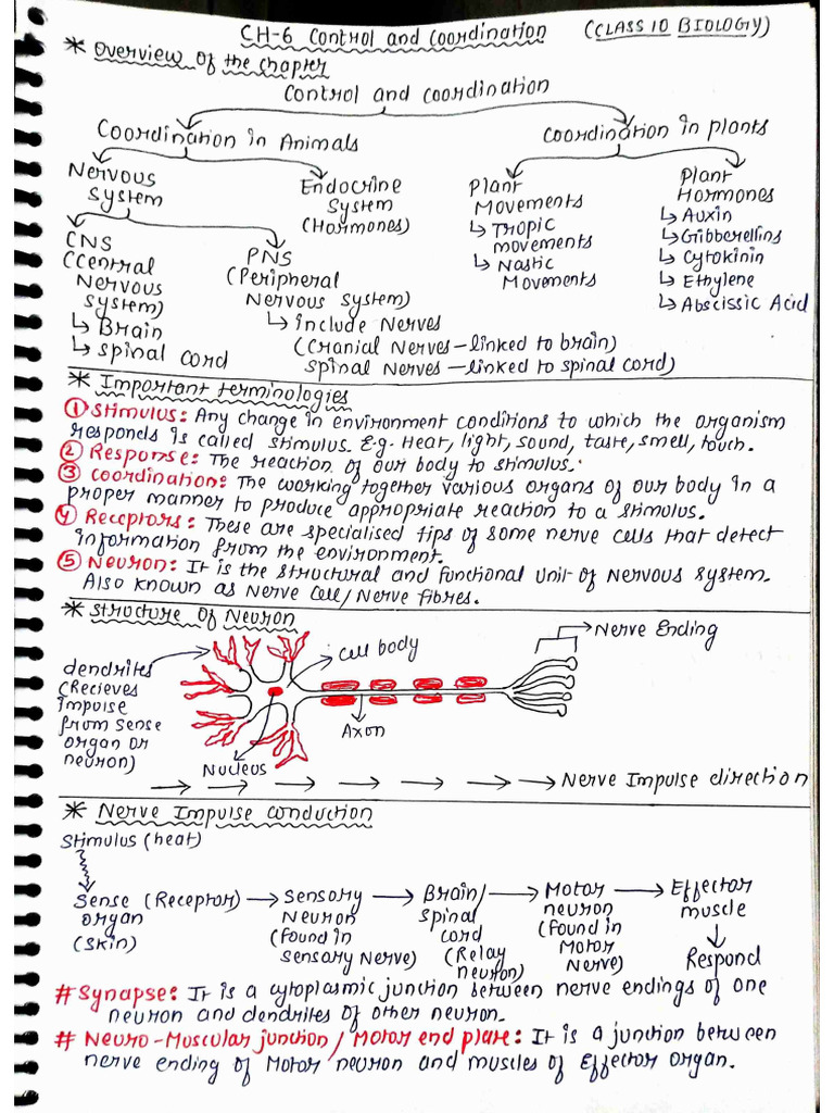 Control & Coordination | PDF