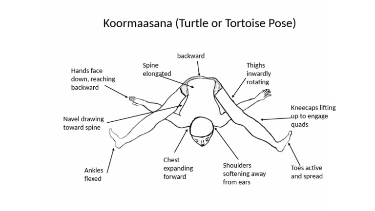 Koormaasana (Turtle or Tortoise Pose) | PDF