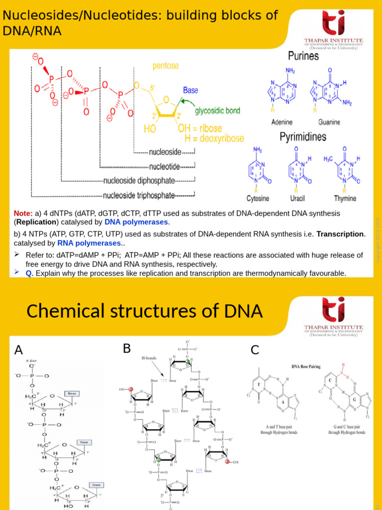 Second Set of Lectures - Molecular Biology (UBT307) - Prof. N. Das ...