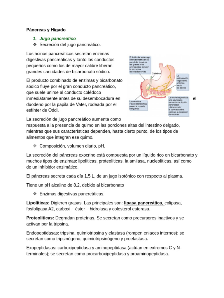 Pancreas y Higado | PDF | Bilis | Digestión