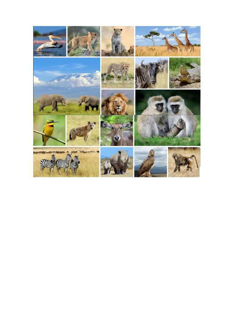 Wild Animals | PDF