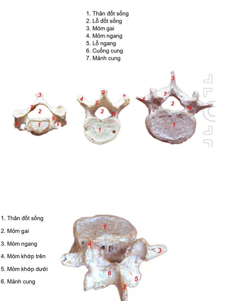 TH C Hành GP2 (Quang Vinh YB37) | PDF