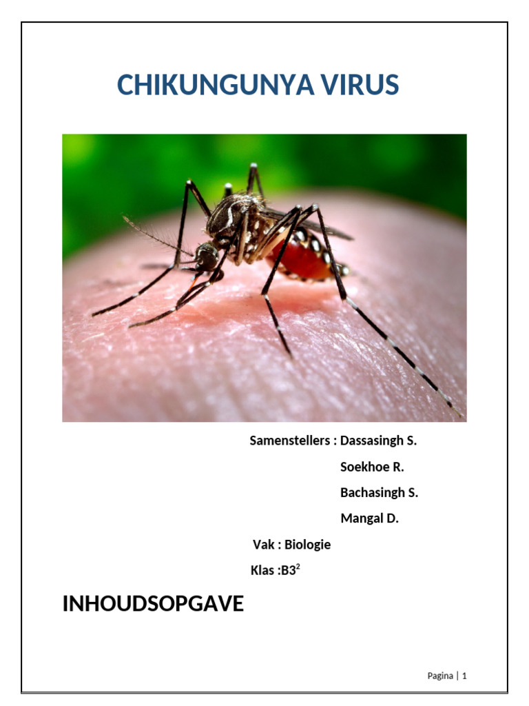 bio verslag chikungunya virus | PDF