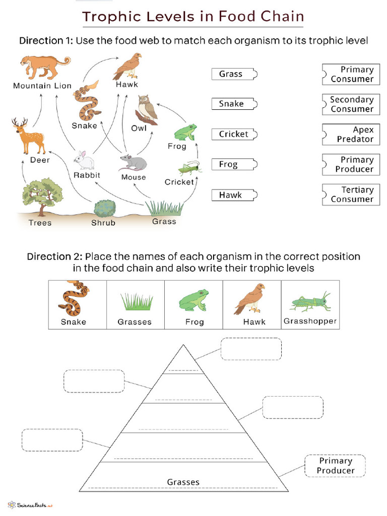 Food Chain Trophic Levels Worksheet With Answers | PDF