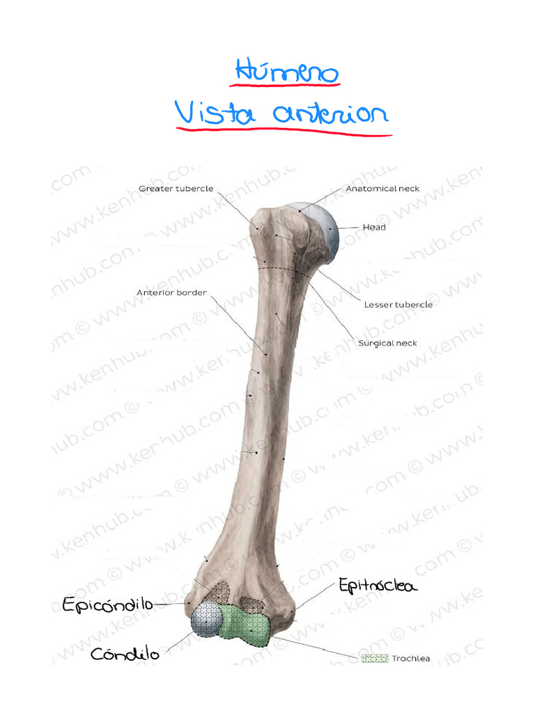 Anatomia Huesos - 241004 - 174844 | PDF