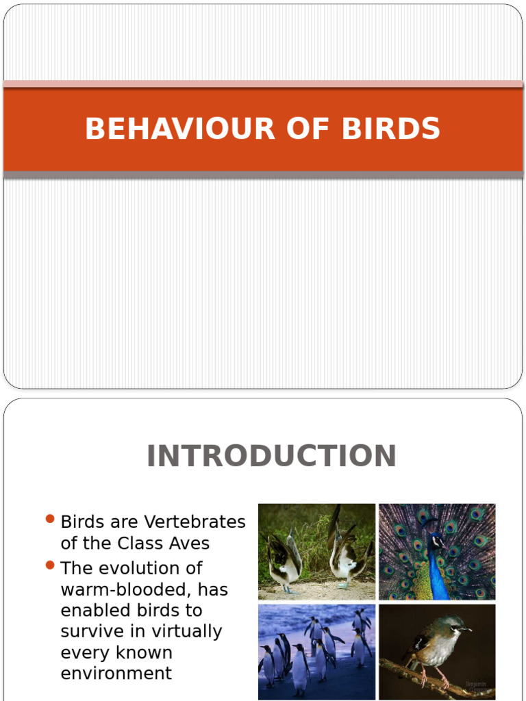 BEHAVIOUR OF BIRDS Presentation | PDF | Birds | Peafowl
