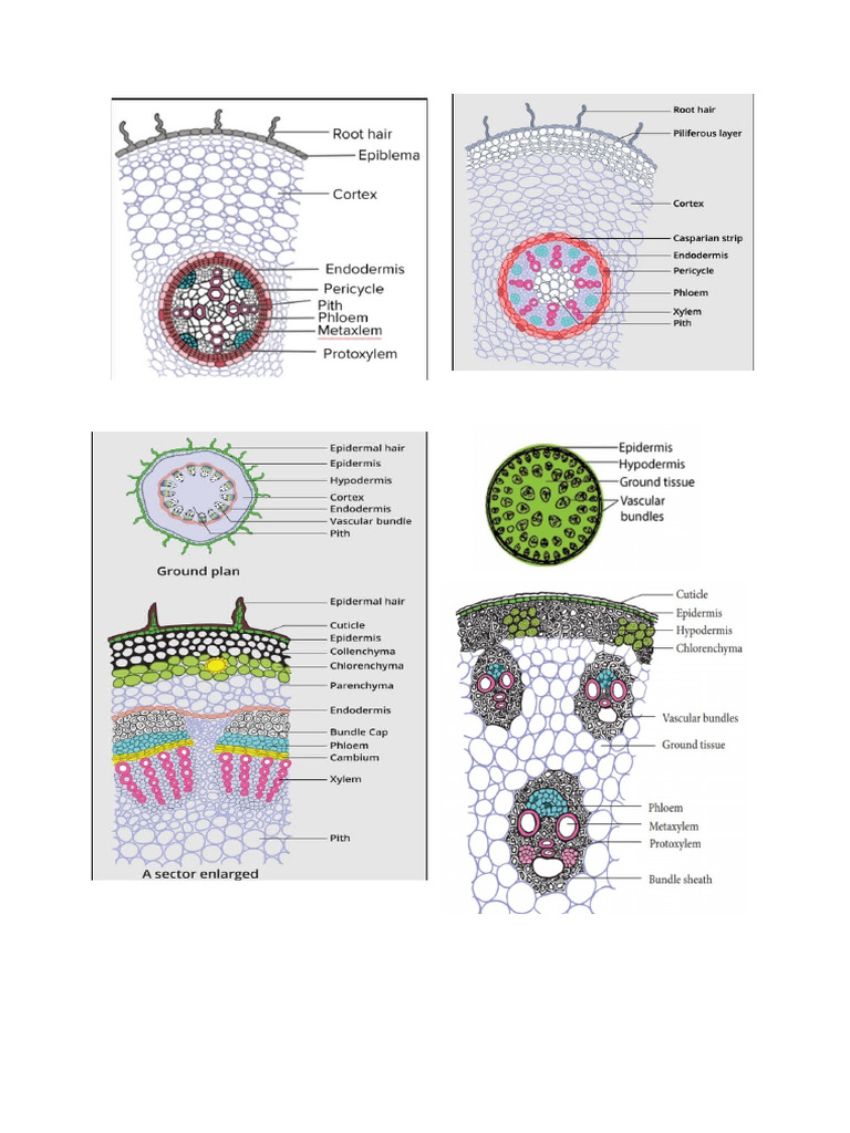Biology Diagram | PDF