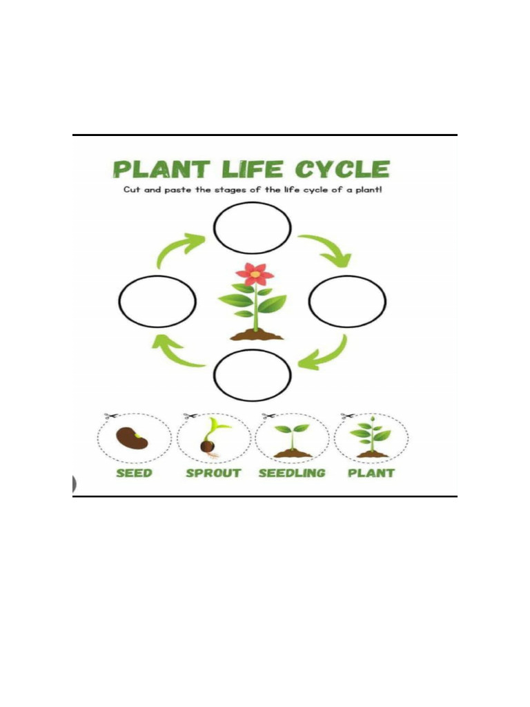 Plant Life Cycle Worksheet A4 | PDF
