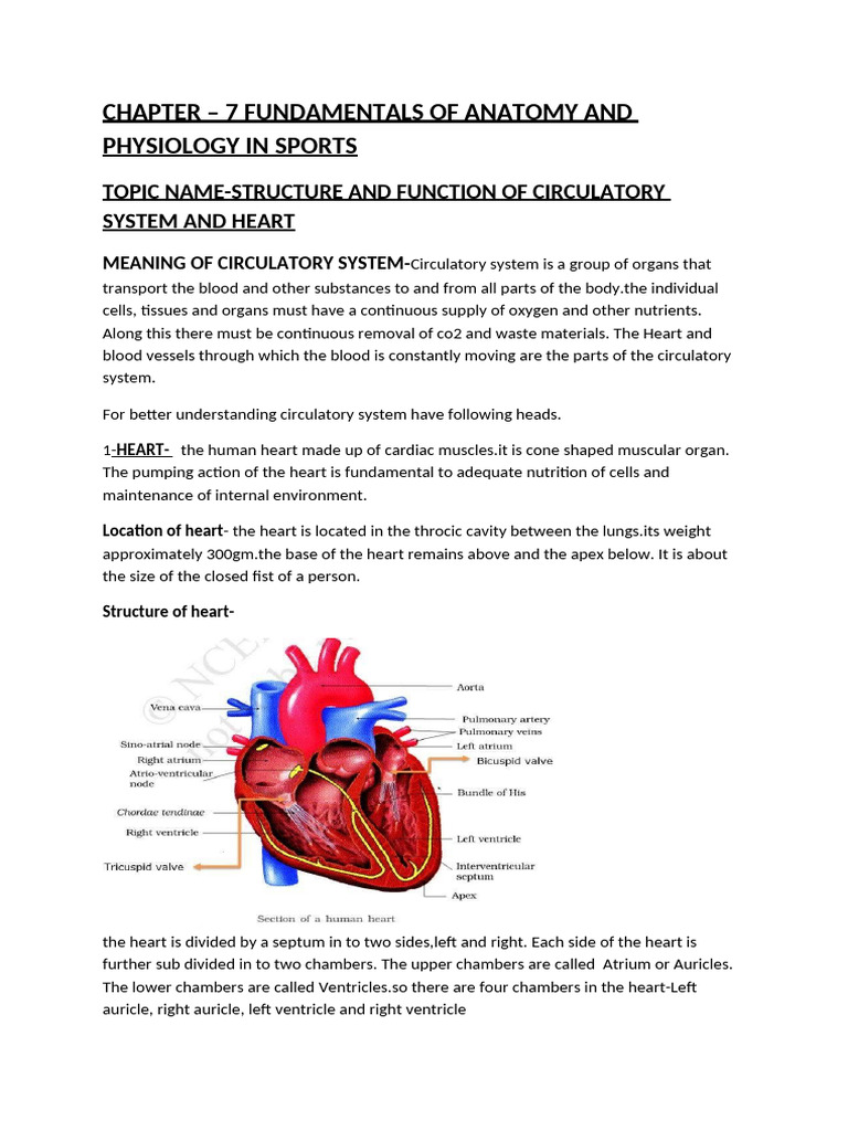 Circulatory System Chapter 7 Physical Edu. | PDF | Artery | Circulatory ...