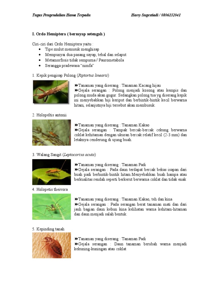 PHT Ordo Hama Dan Gambar | PDF