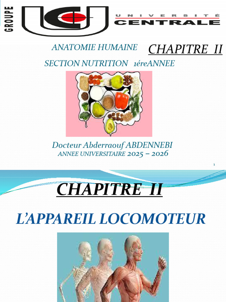 Anatomie de l'appareil locomoteur humain | PDF | Os | Moelle osseuse
