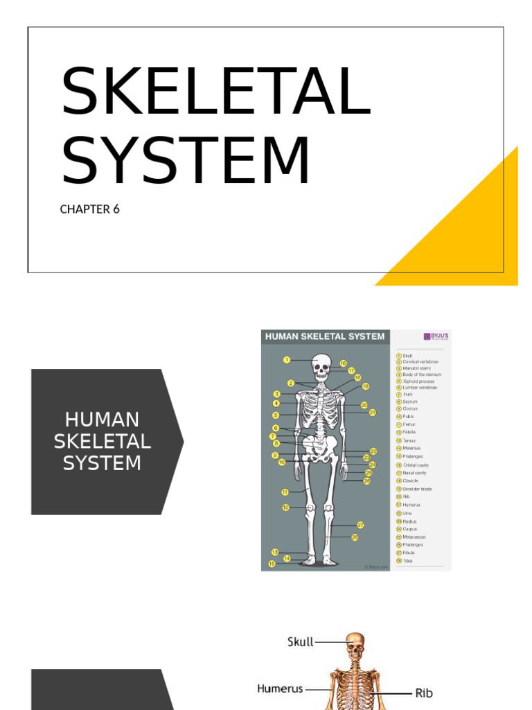Overview of the Human Skeletal System | PDF | Anatomical Terms Of ...