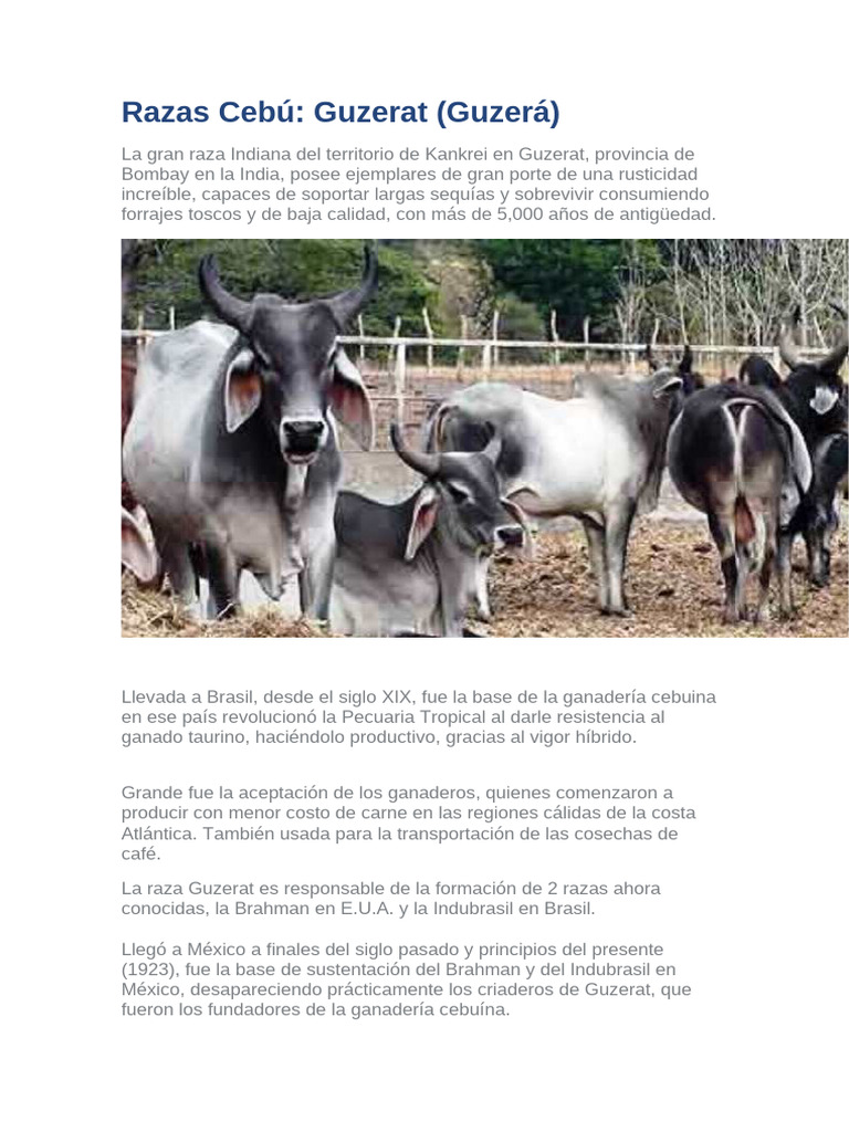 Razas Cebú | PDF