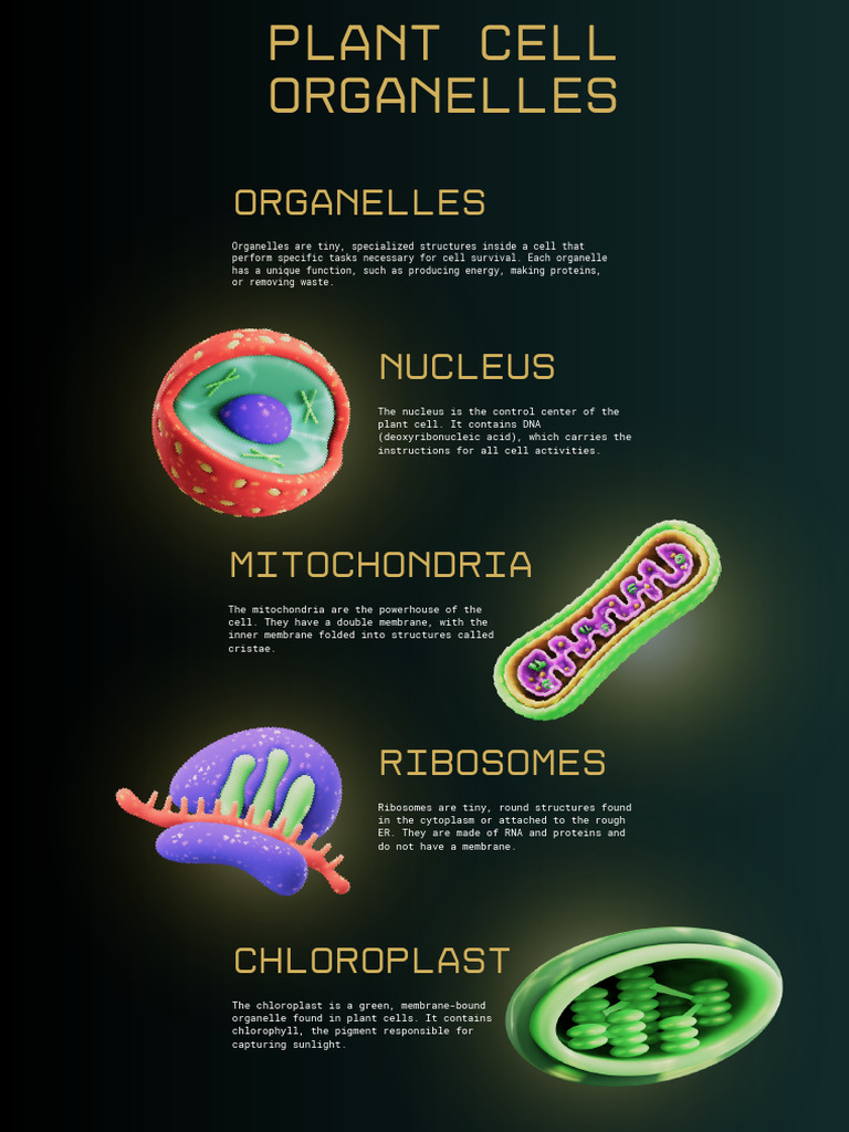 Cell Organelles of Plants 20251101 191116 0000 | PDF | Cell (Biology ...