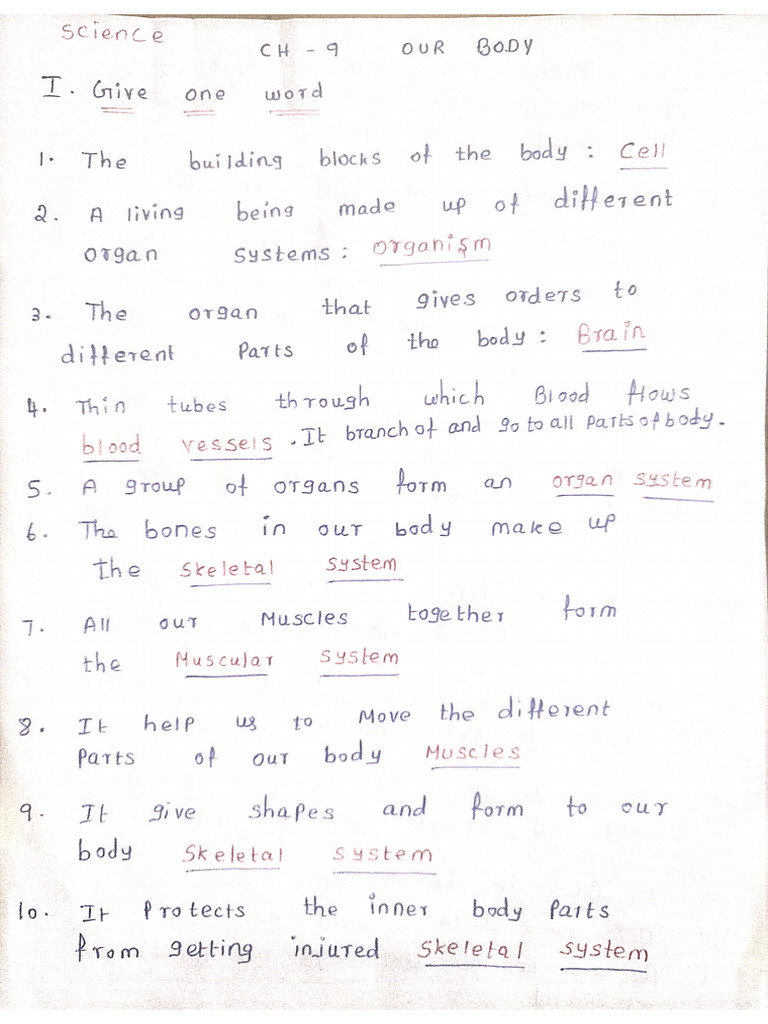 Our Body Worksheet | PDF