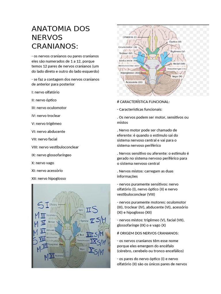 Anatomia dos Nervos Cranianos | PDF | Nervo | Sistema nervoso central