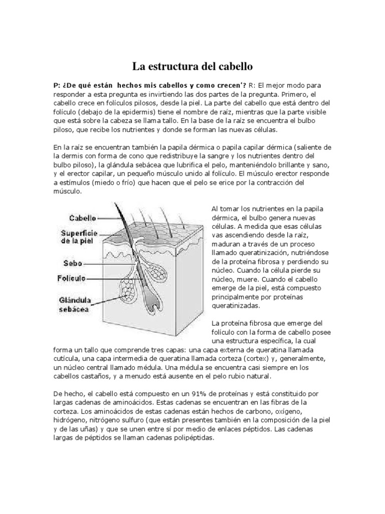 La Estructura Del Cabello | Descargar gratis PDF | Pelo | Sistema ...