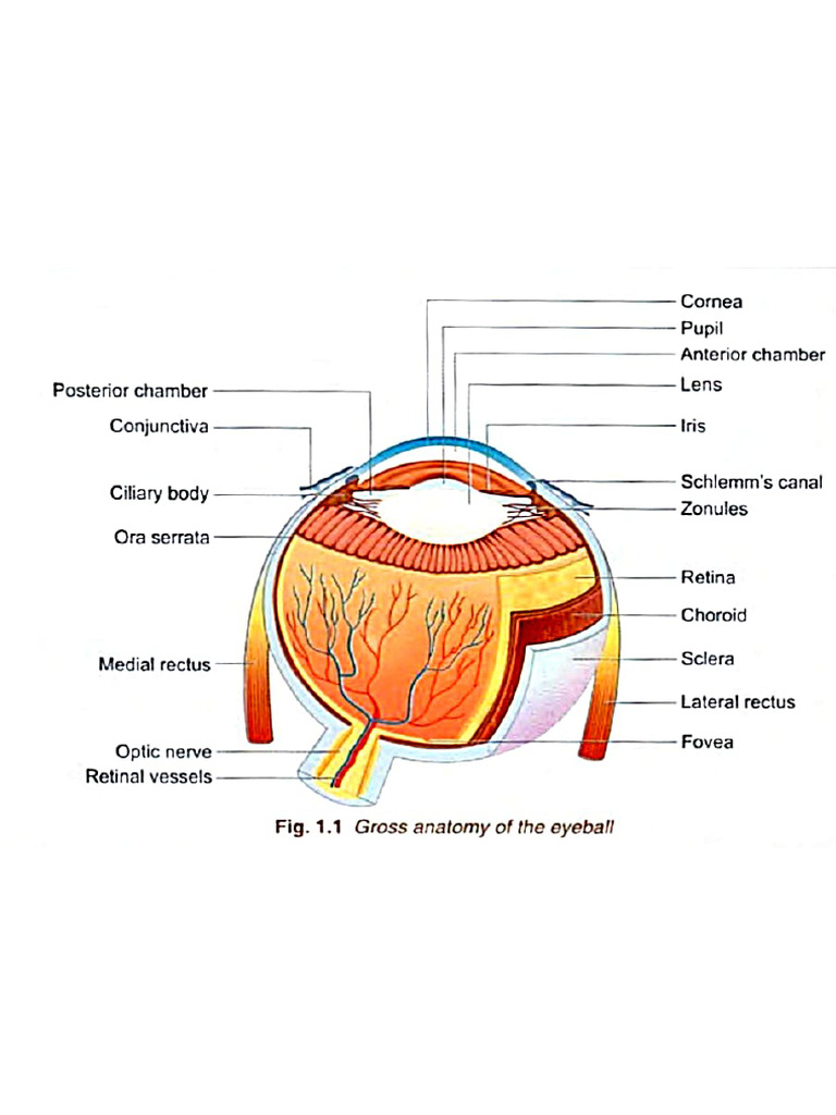 Ophthal Diagrams | PDF