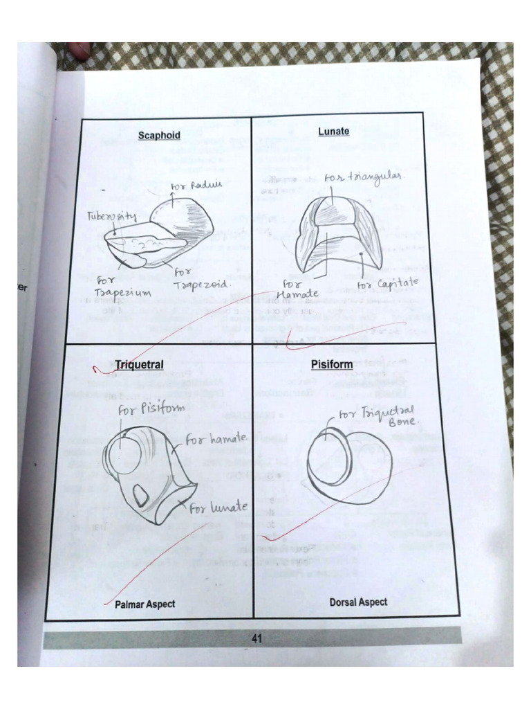 Anatomy Dig | PDF