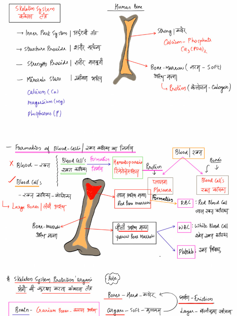 2298_कंकाल_तंत्र_Skeleton_System_Class_1_कंकाल_तंत्र_Skelet | PDF