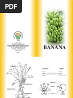 Ube Production Guide | PDF | Mulch | Fertilizer