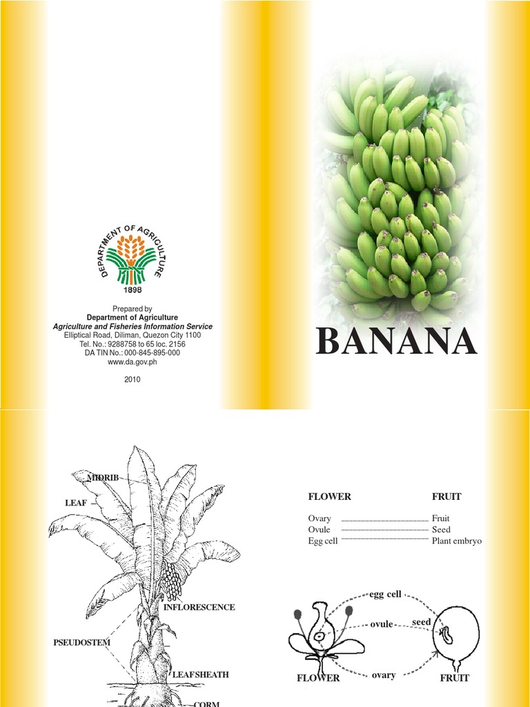 Banana | PDF | Banana | Fruit