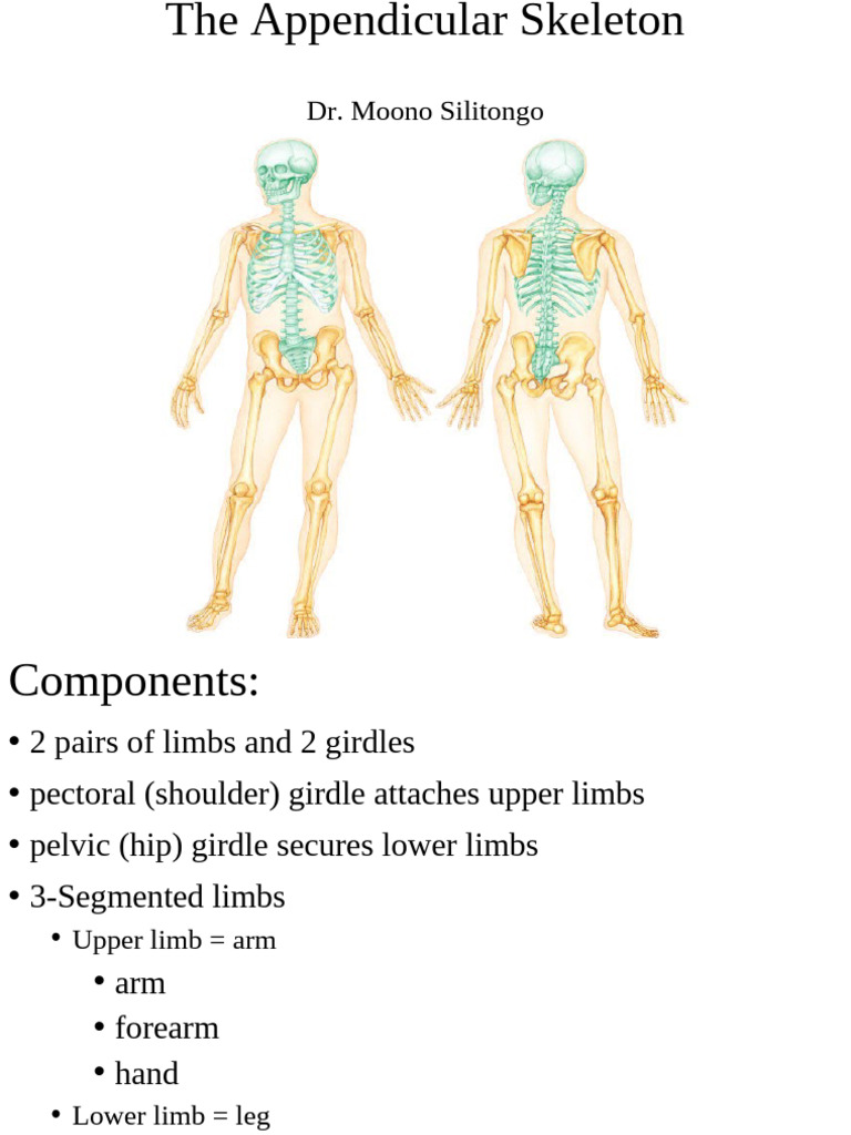 Overview of the Appendicular Skeleton | PDF | Pelvis | Human Leg