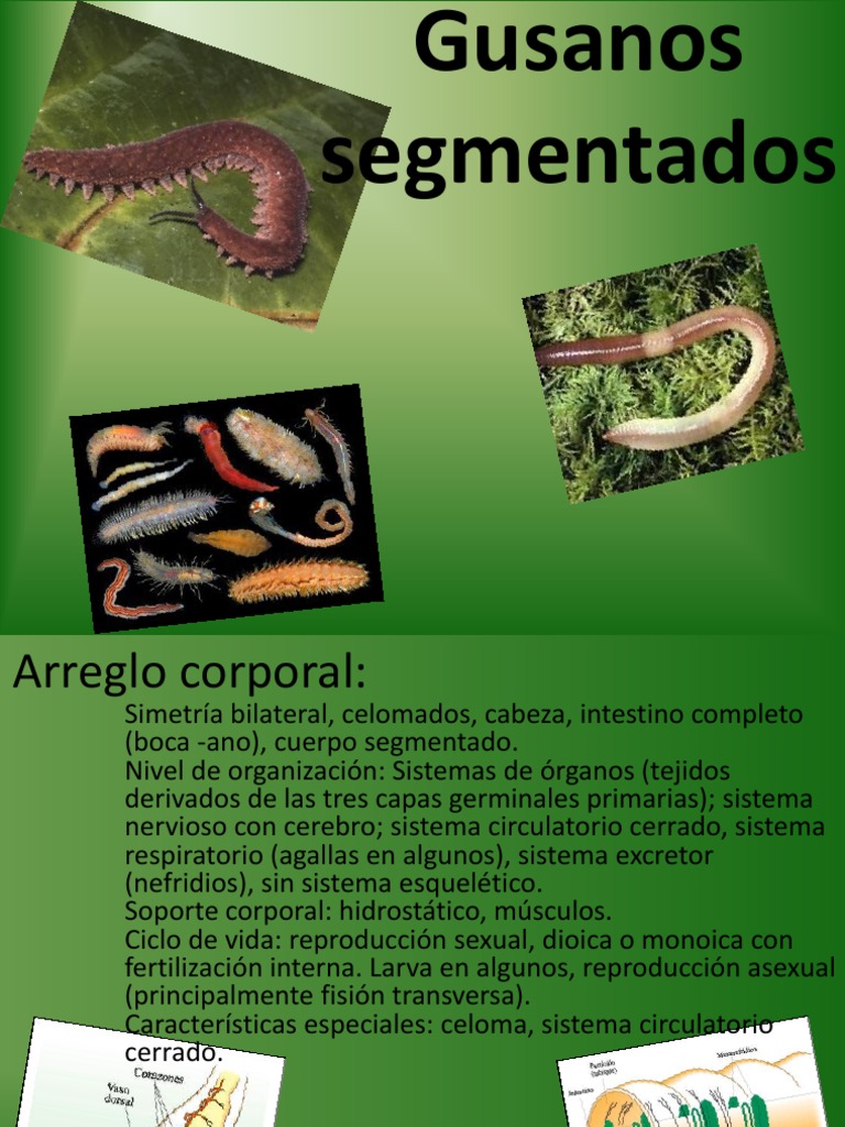 Gusanos Segmentados | PDF