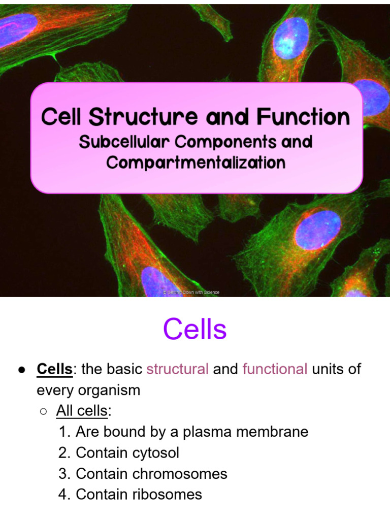 Understanding Cell Structure and Function | PDF | Endoplasmic Reticulum ...