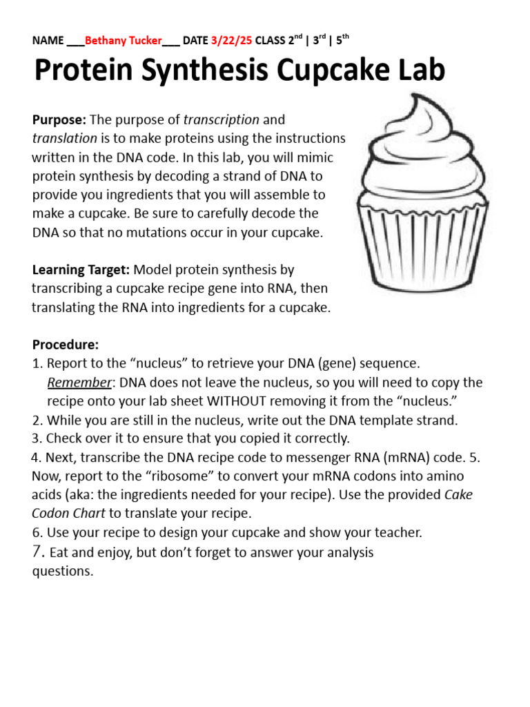 Protein Synthesis Cupcake Lab Guide | PDF | Translation (Biology ...