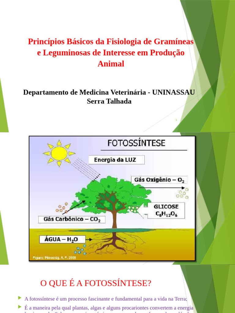 Aula Sobre Fotossintese | PDF | Fotossíntese | Dióxido de carbono