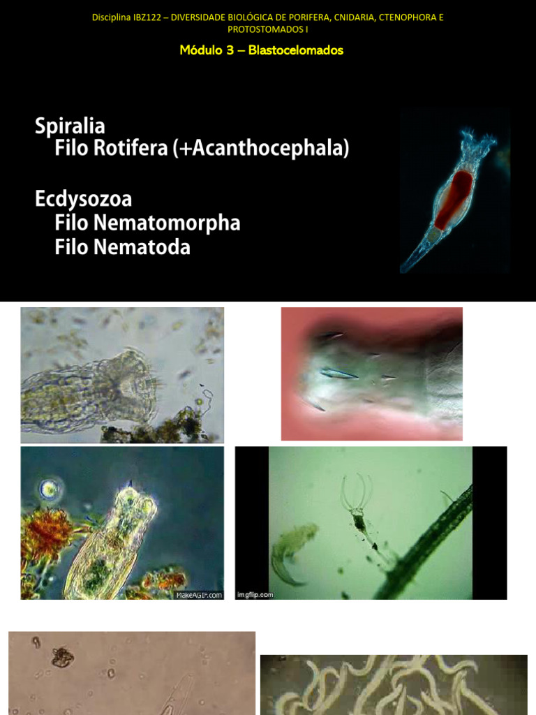Aula Nematoda-Nematomorpha-Rotifera | PDF | Nematoda | Parasitismo