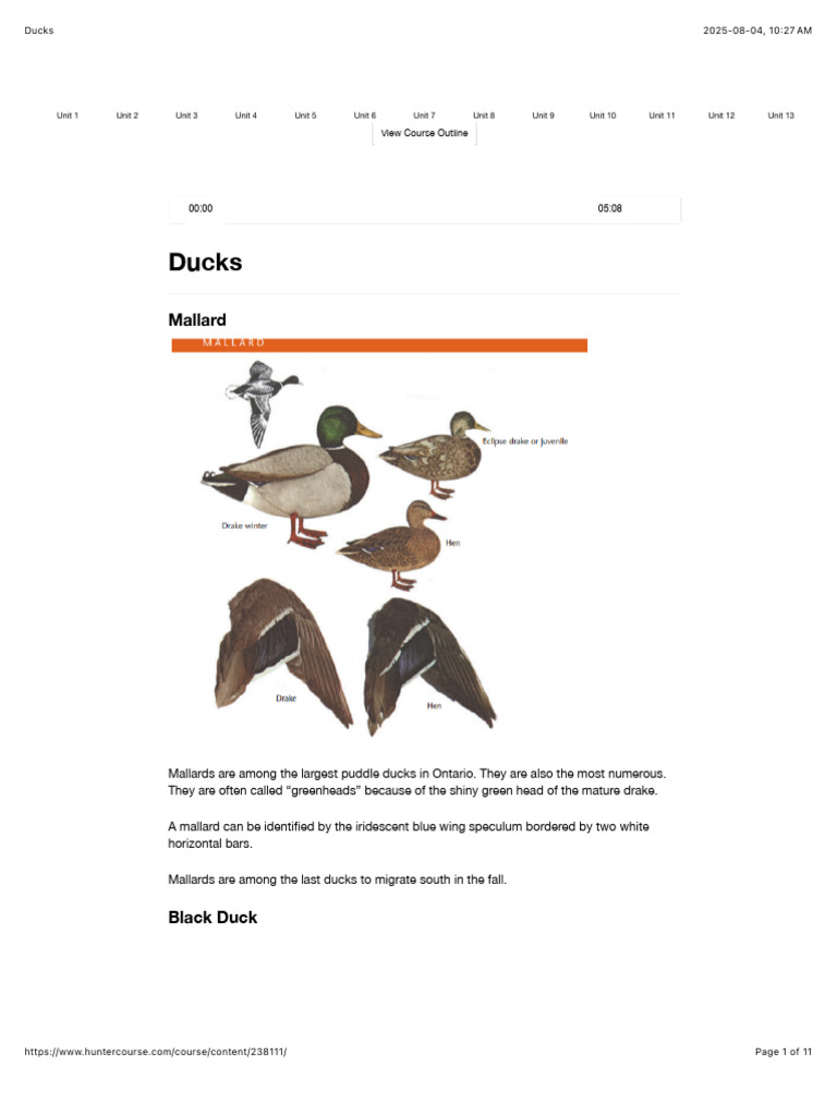 Duck Species Identification Guide | PDF | Ornithology | Duck