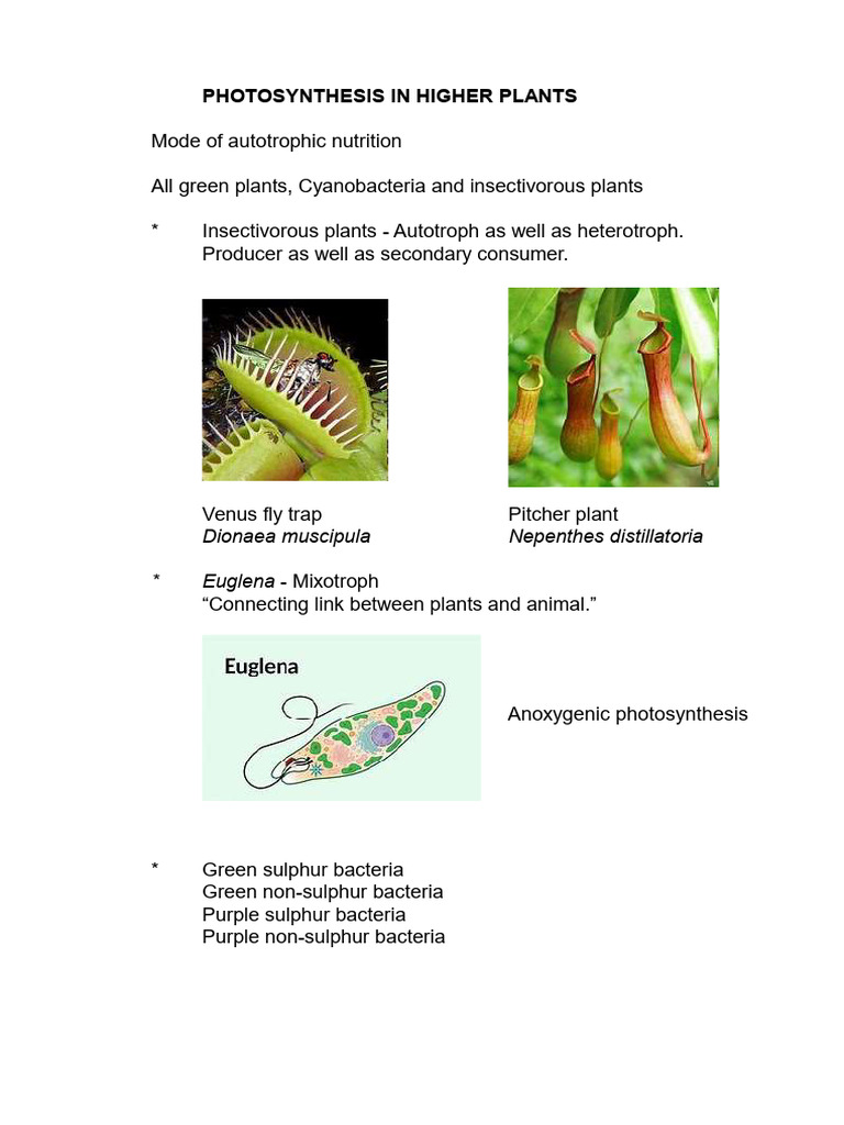 Photosynthesis in Higher Plants - A542518e 2ff1 437f B8af 8e1968e8e6e3 ...