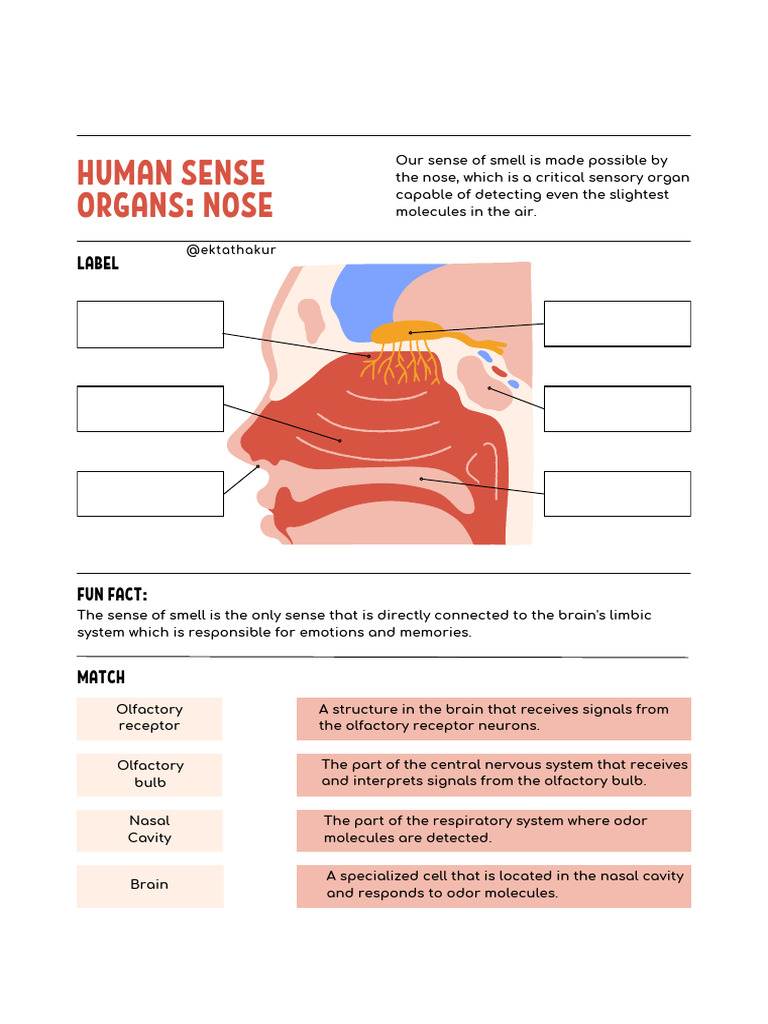 Human Sense Organs Nose Biology Worksheet in Red and Blue Illustrated ...