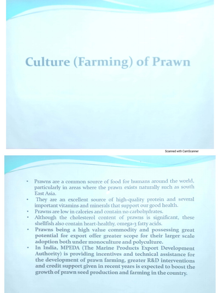 Culture of Prawn | PDF