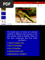 Biting and Chewing Insect Mouthparts | PDF | Insects | Arthropods