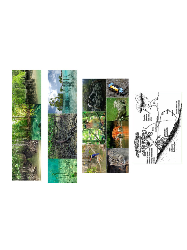 Neha Project - 4C - 13 Mangrov | PDF