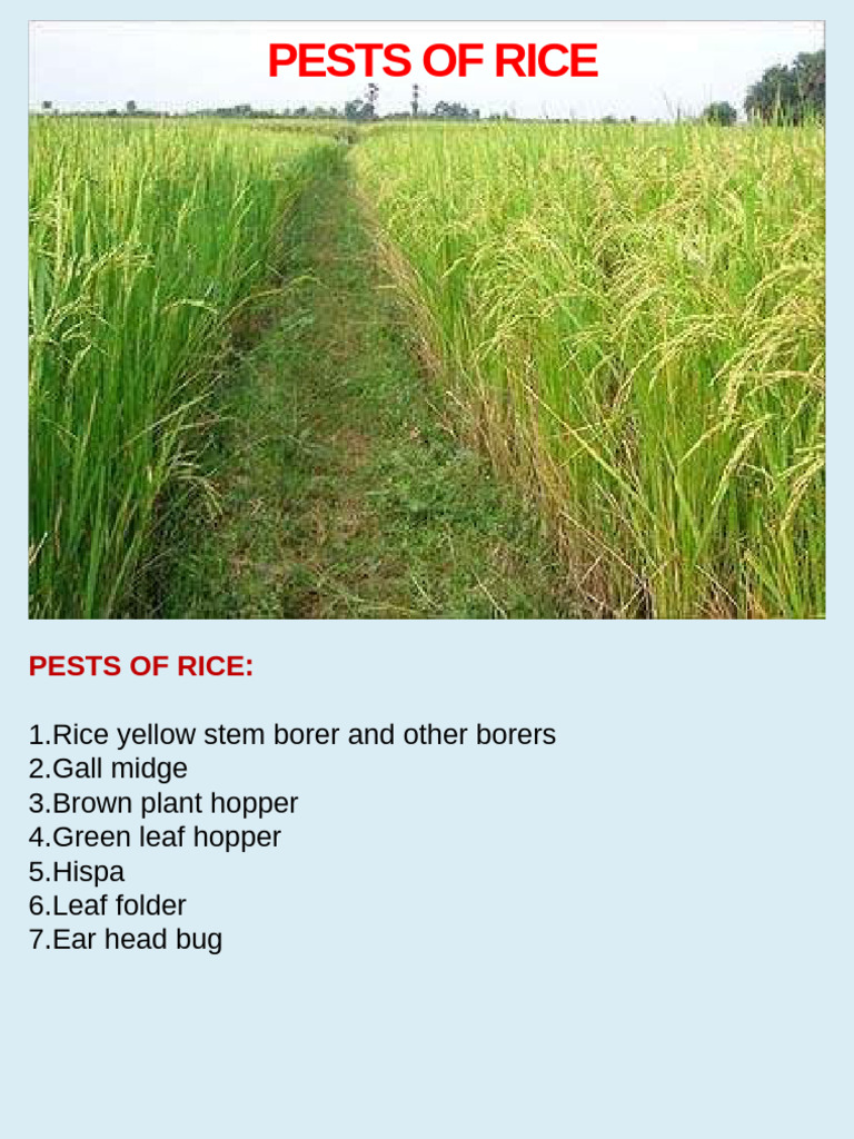 pests of rice 2-5 | PDF | Pupa | Pest (Organism)