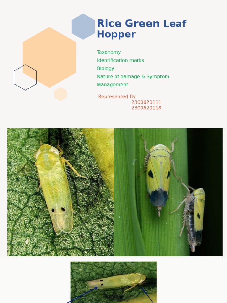 Rice Green Leaf Hopper | PDF