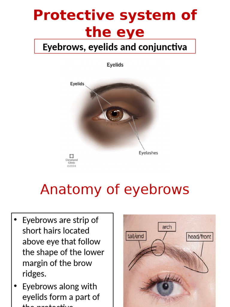 Anatomy and Functions of Eye Protection | PDF | Epithelium | Lymphatic ...