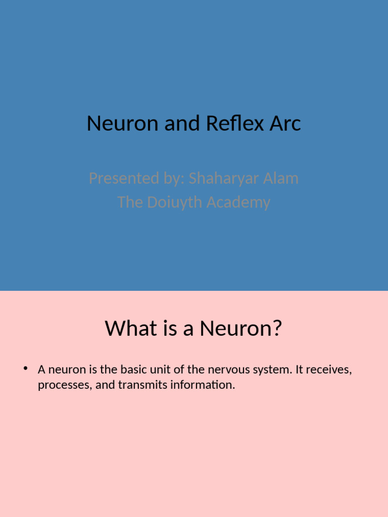 Understanding Neurons and Reflex Arcs | PDF
