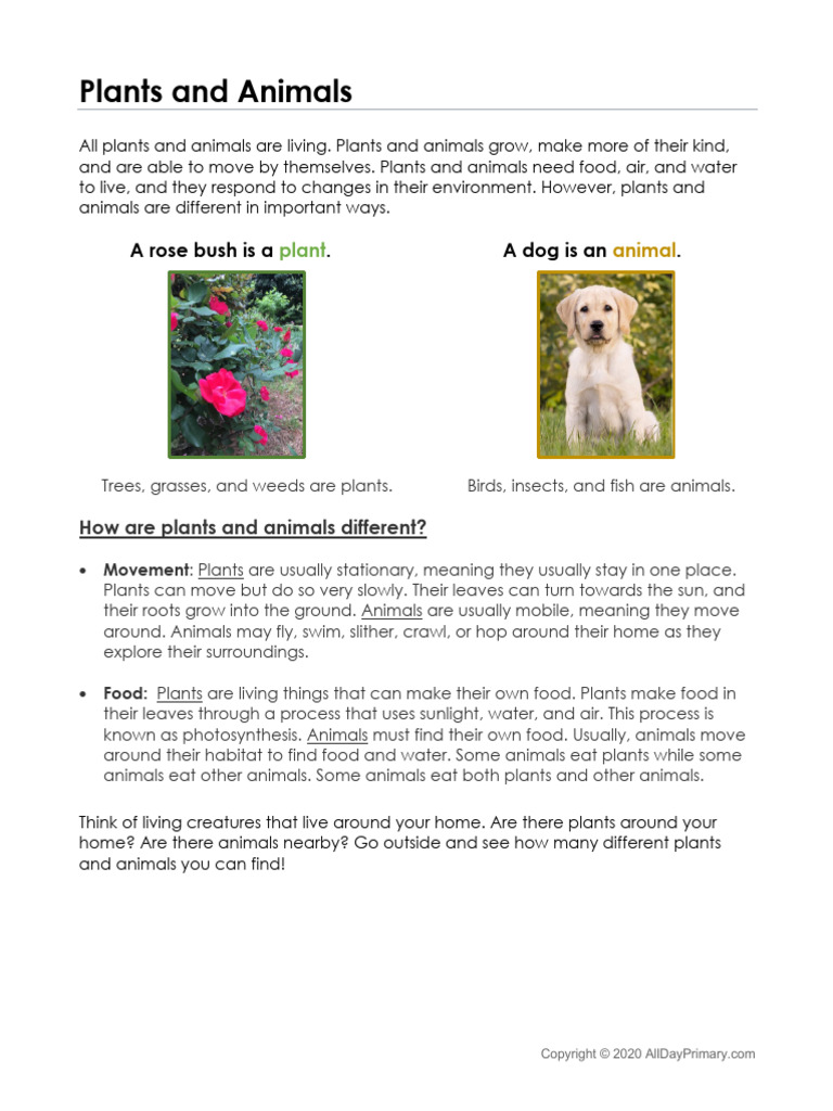 Plant and Animal Classification | PDF