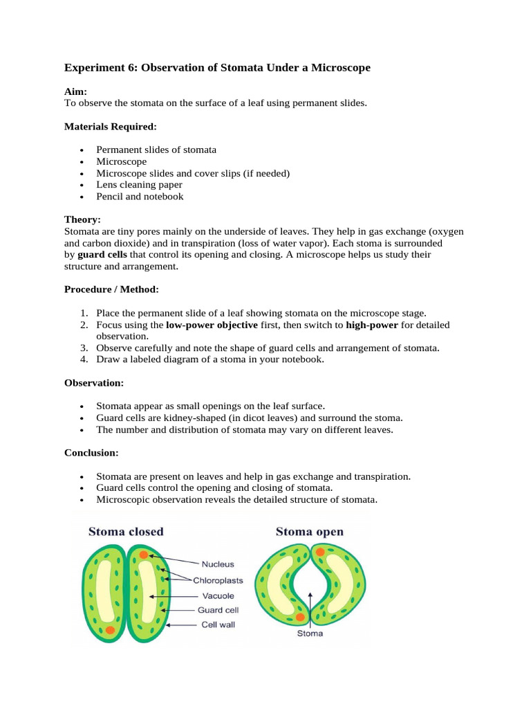 Experiment 6: Observation of Stomata Under A Microscope | PDF