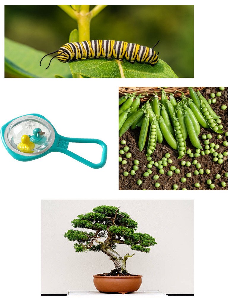 Vivant Non Vivant | PDF